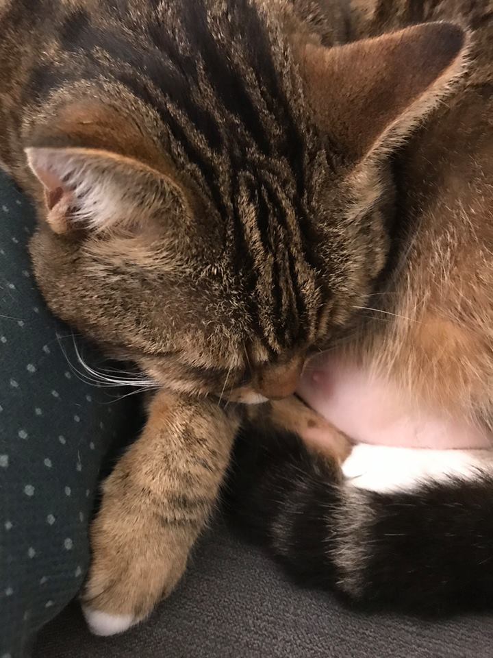 Hair Loss – The Cat Doctor