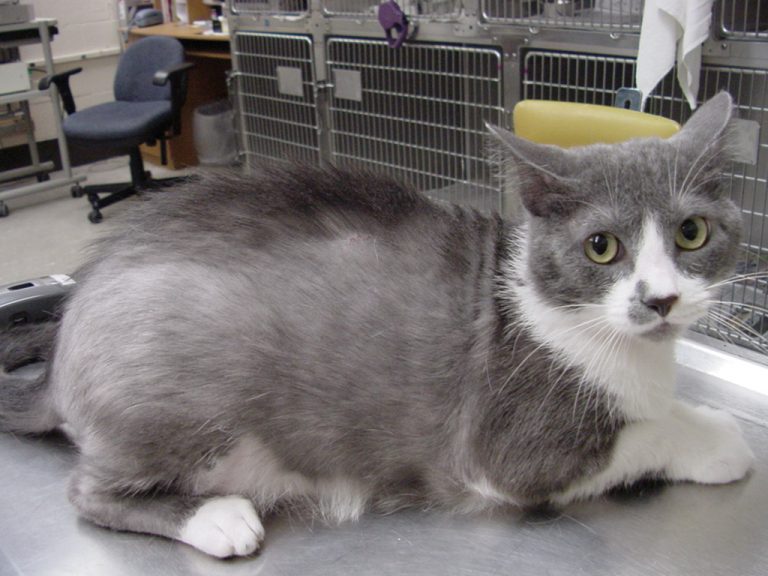 Hair Loss – The Cat Doctor