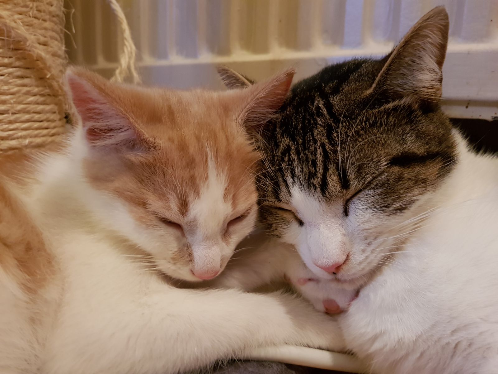 Kittens – The Cat Doctor