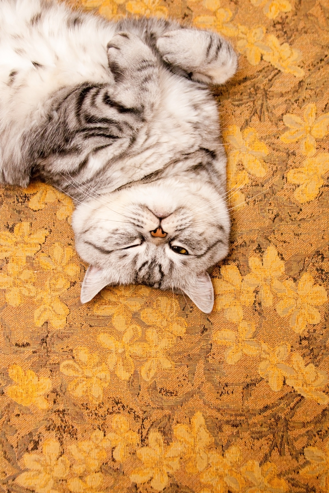 As the dust settles… – The Cat Doctor