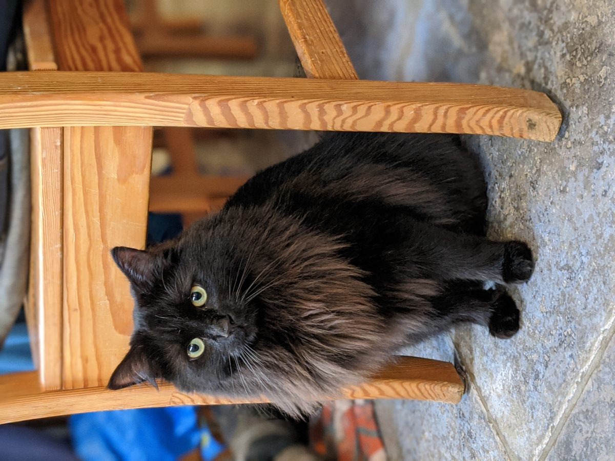 Junior Cats – The Cat Doctor