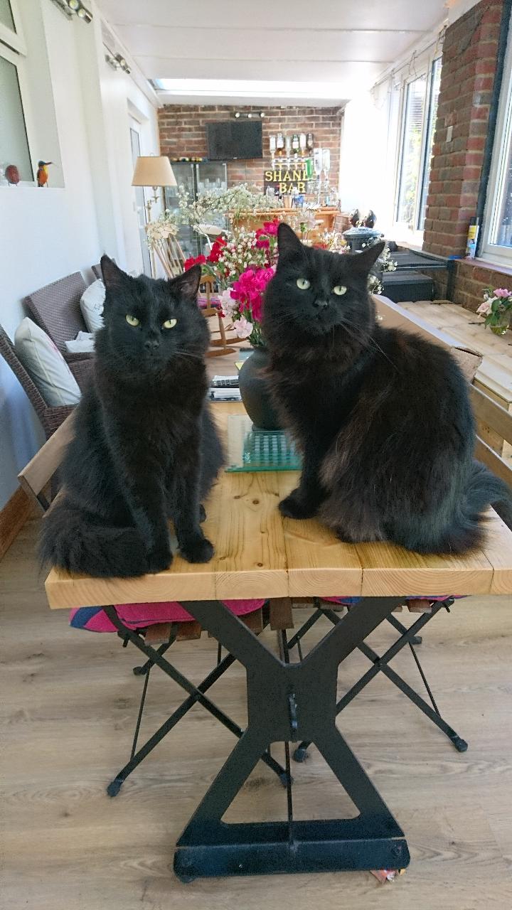 Adult Cats – The Cat Doctor