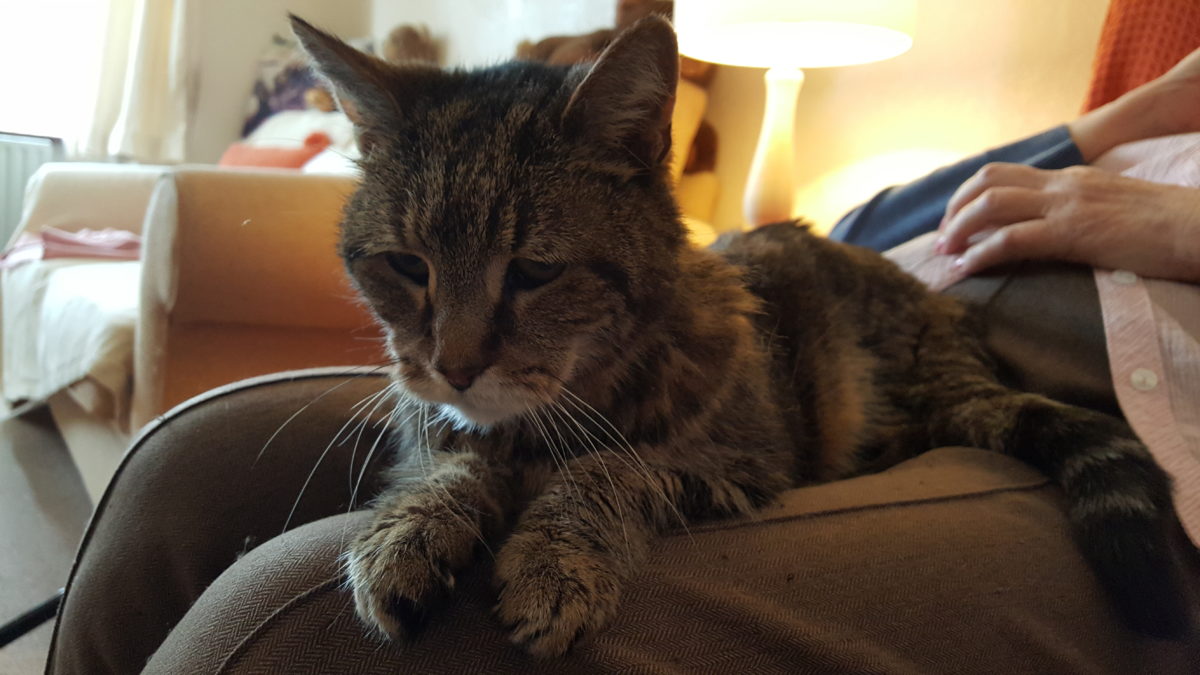 Geriatric Cats – The Cat Doctor
