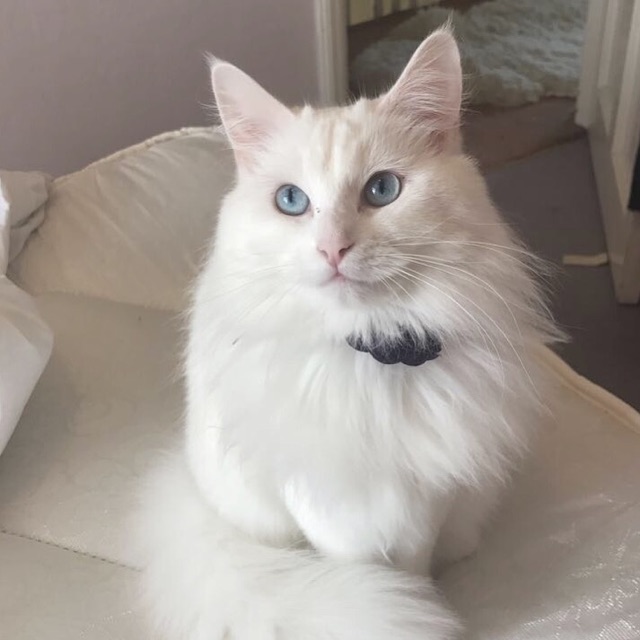 Junior Cats – The Cat Doctor