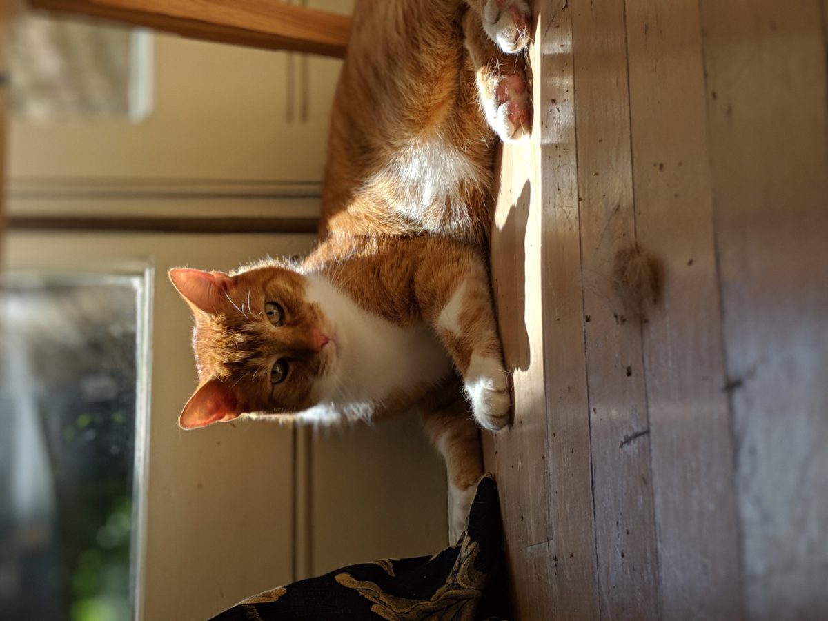 Geriatric Cats – The Cat Doctor